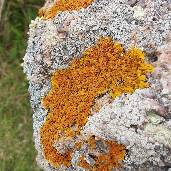 Les mousses #1 – Stéphane Bataillon